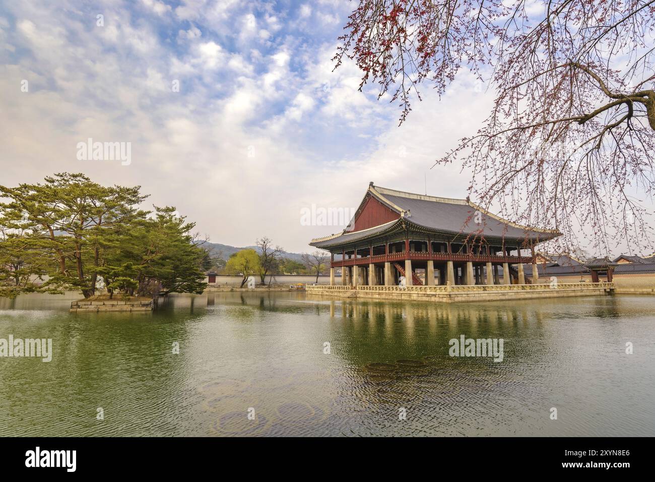 Spring cherry blossom or sakura flower at Gyeongbokgung Palace, Seoul ...