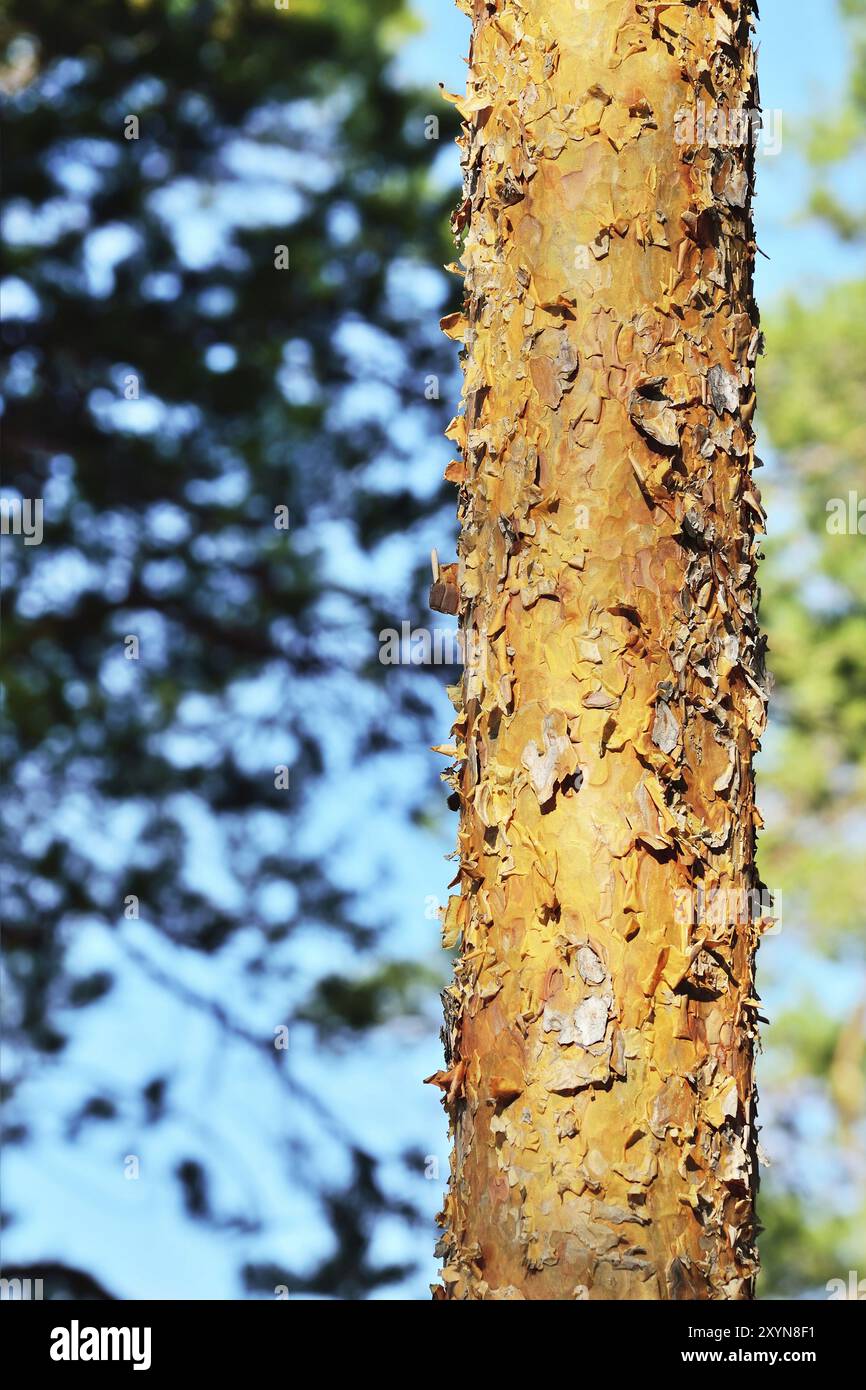 Mast trunks of pine trees in bright sunshine Stock Photo - Alamy