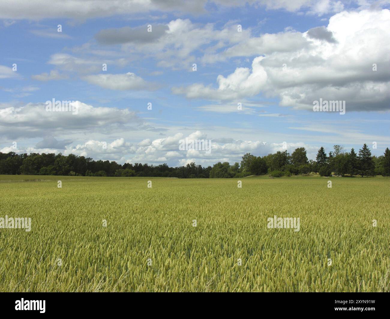 Wheatfields lake hi-res stock photography and images - Alamy