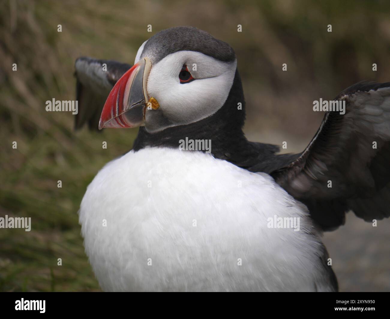 Atlantic puffins in icelands hi-res stock photography and images - Alamy