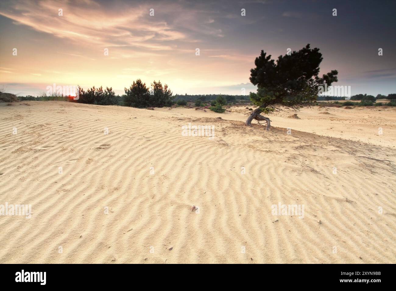 Pine tree on sand textured dune at susnet Stock Photo - Alamy
