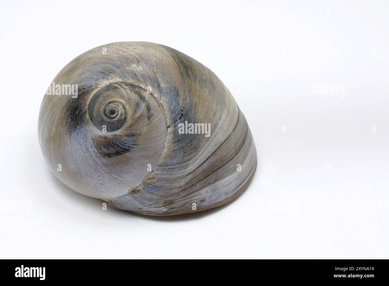 Shell of a single sea snail, cropped Stock Photo - Alamy
