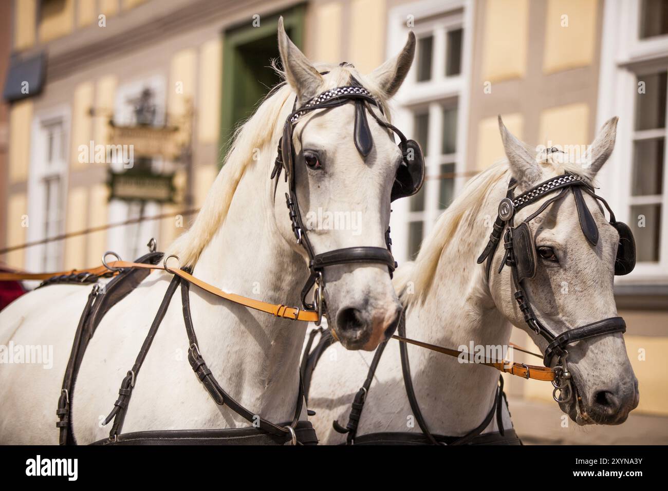 Two bridled horses hi-res stock photography and images - Alamy