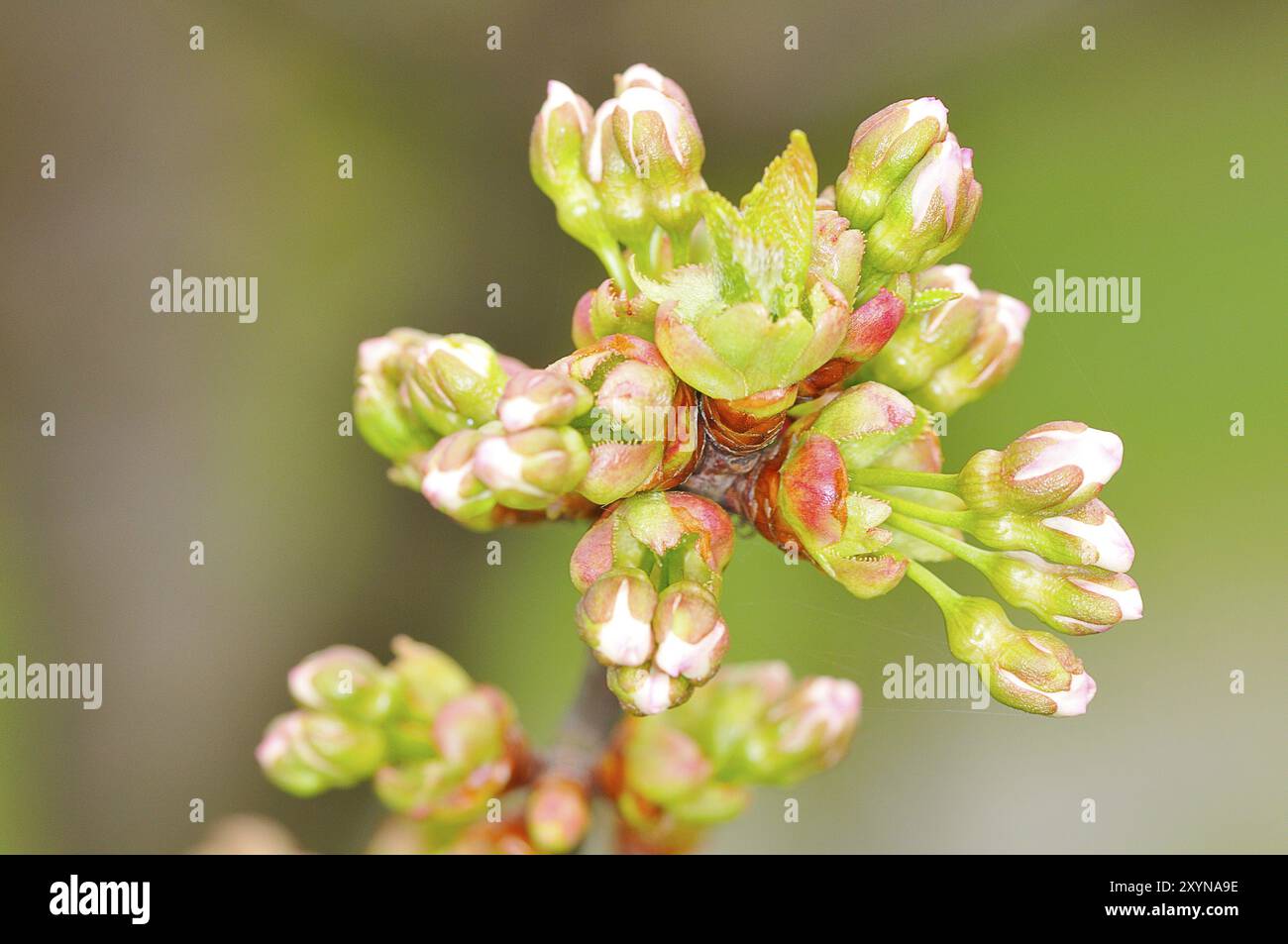 Budding bird cherry hi-res stock photography and images - Alamy