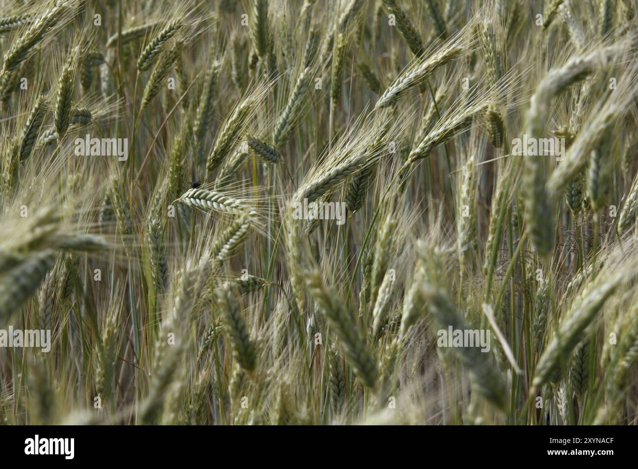 Rye awns hi-res stock photography and images - Alamy