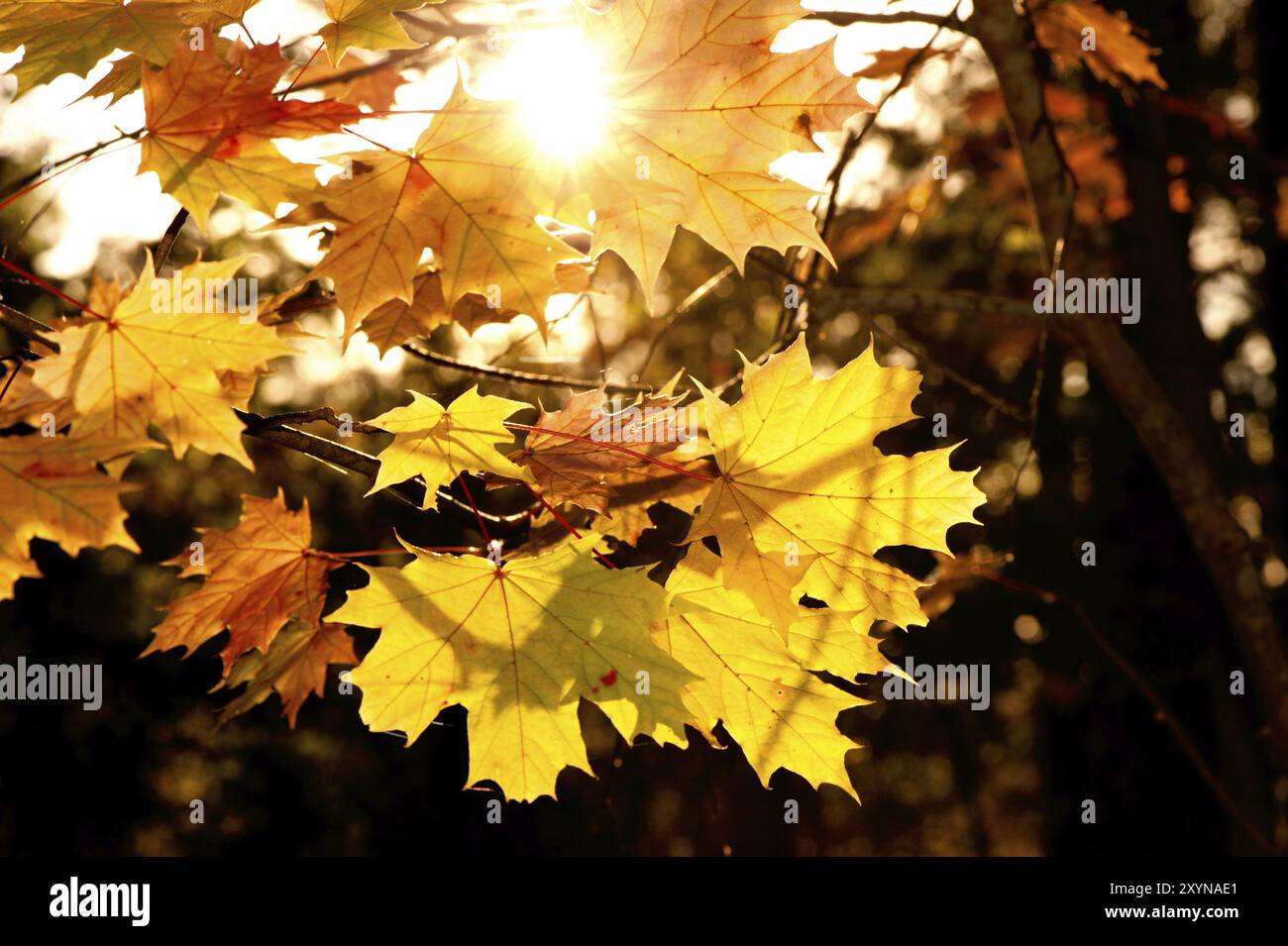 Backlit foliage hi-res stock photography and images - Alamy