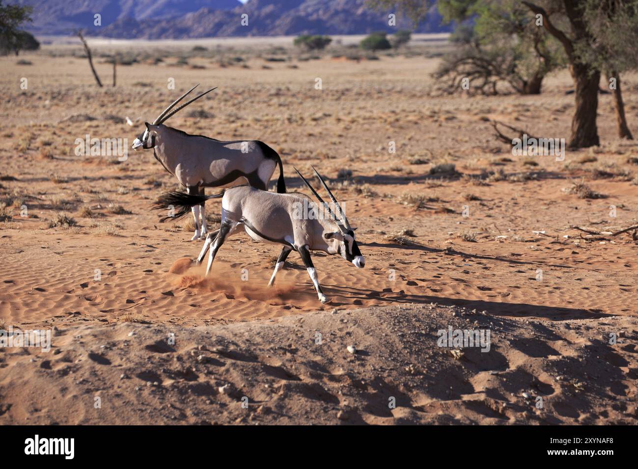 Oryx antelopes in the Namib-Naukluft Park in Namibia Stock Photo - Alamy