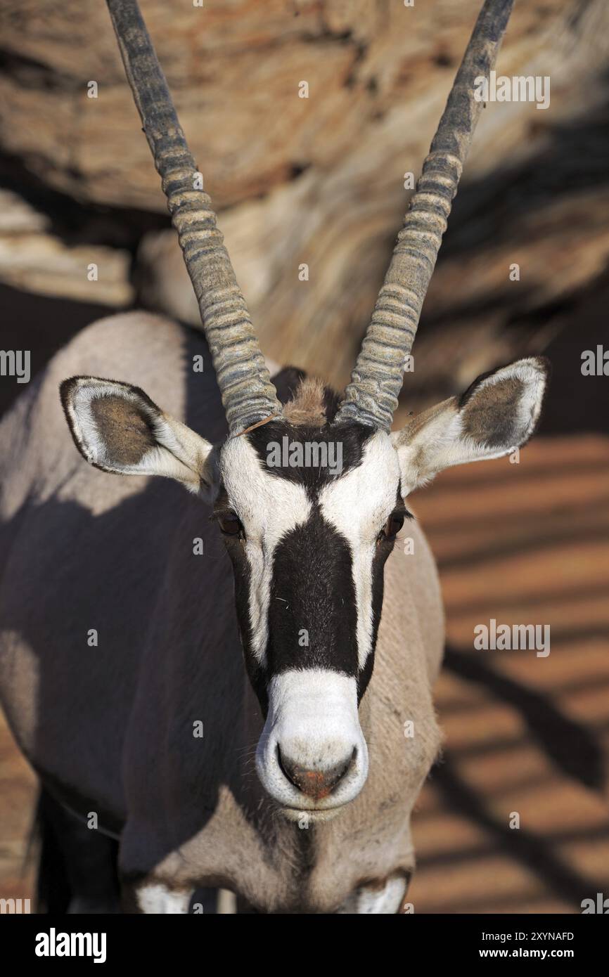 Portrait of an oryx antelope Stock Photo - Alamy