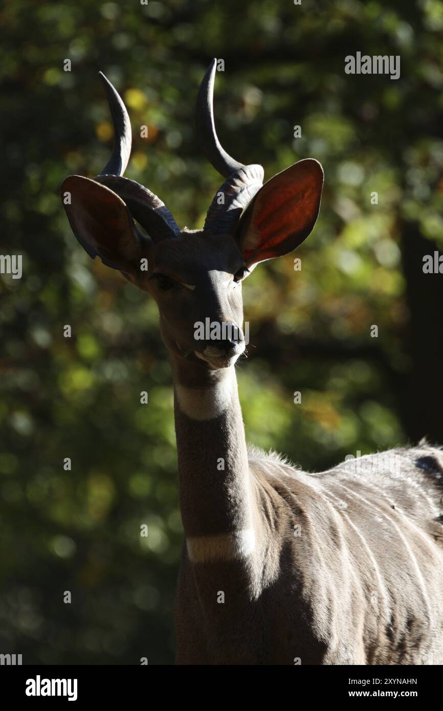 Lesser kudus hi-res stock photography and images - Alamy
