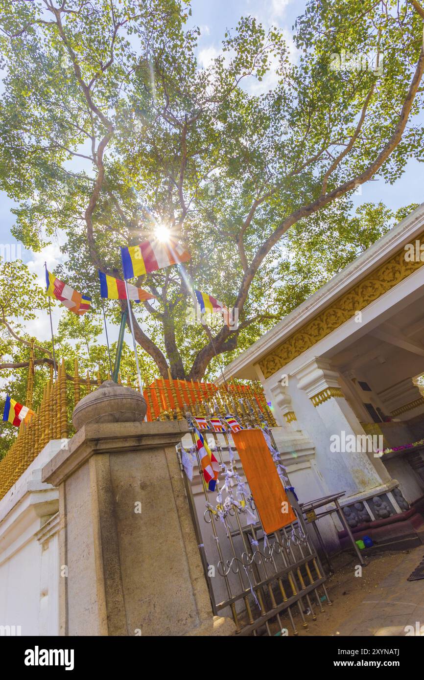 Temple and golden fence guarding the base of Jaya Sri Maha Bodhi tall ...