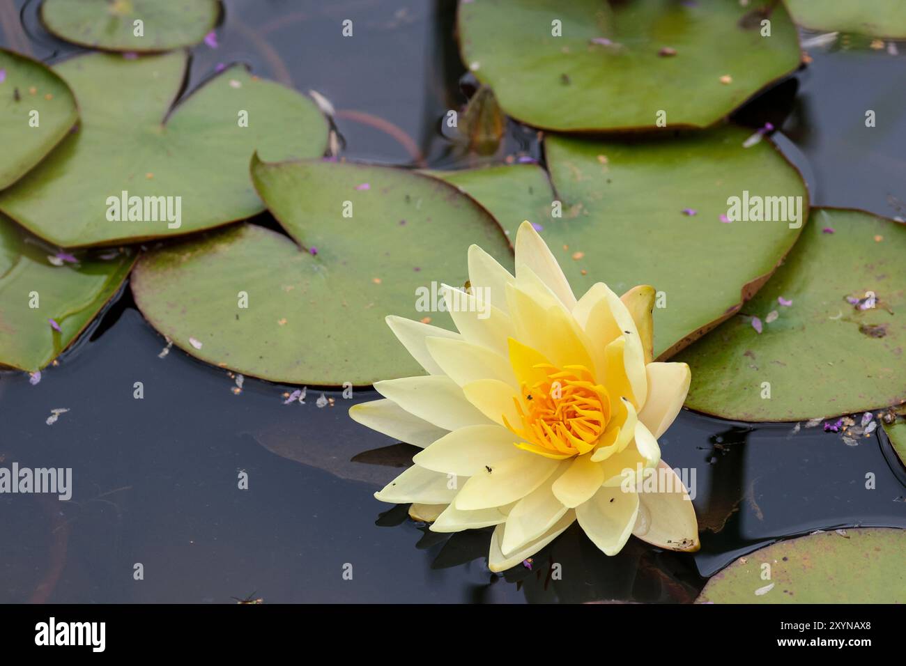 Interlocking lily pads hi-res stock photography and images - Alamy