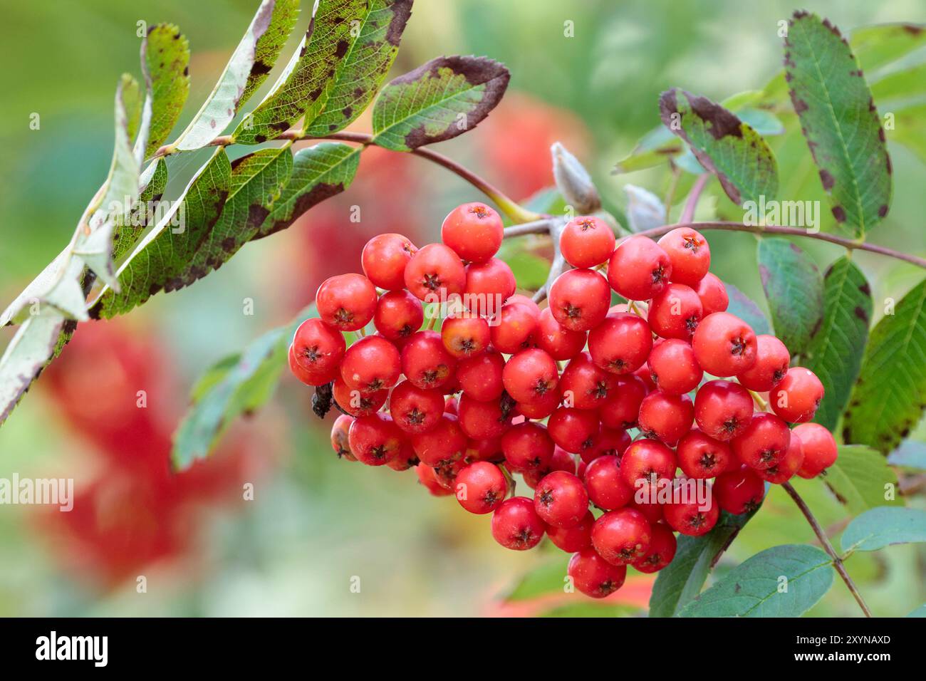 Rowan tree berries Sorbus aucuparia, aka mountain ash late summer red ...