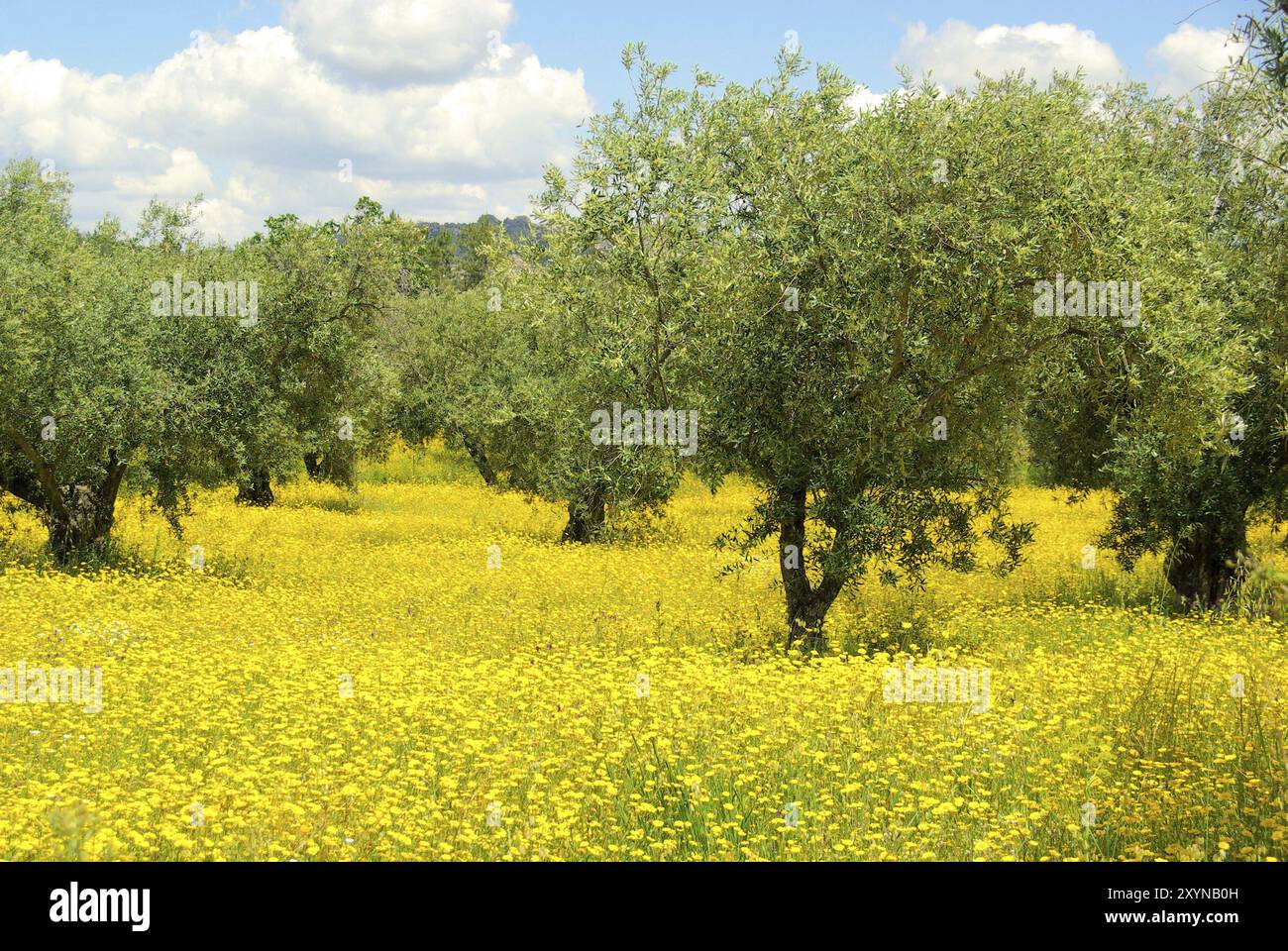 Meadow olive tree hi-res stock photography and images - Alamy