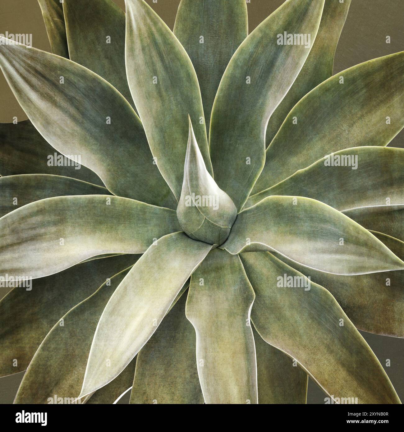 Dragon tree agave (Agave attenuata Stock Photo - Alamy