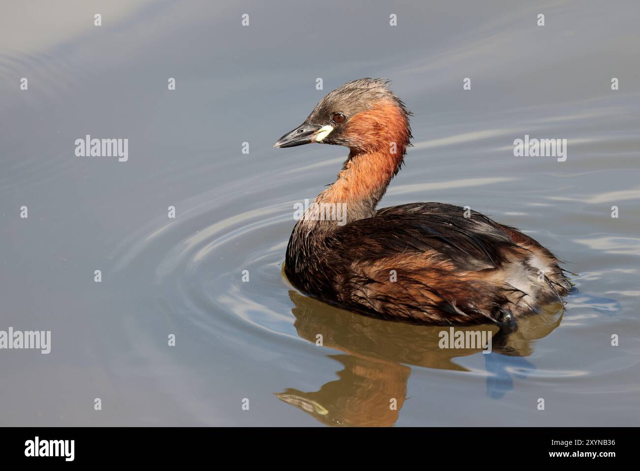 Brownish grey plumage hi-res stock photography and images - Alamy