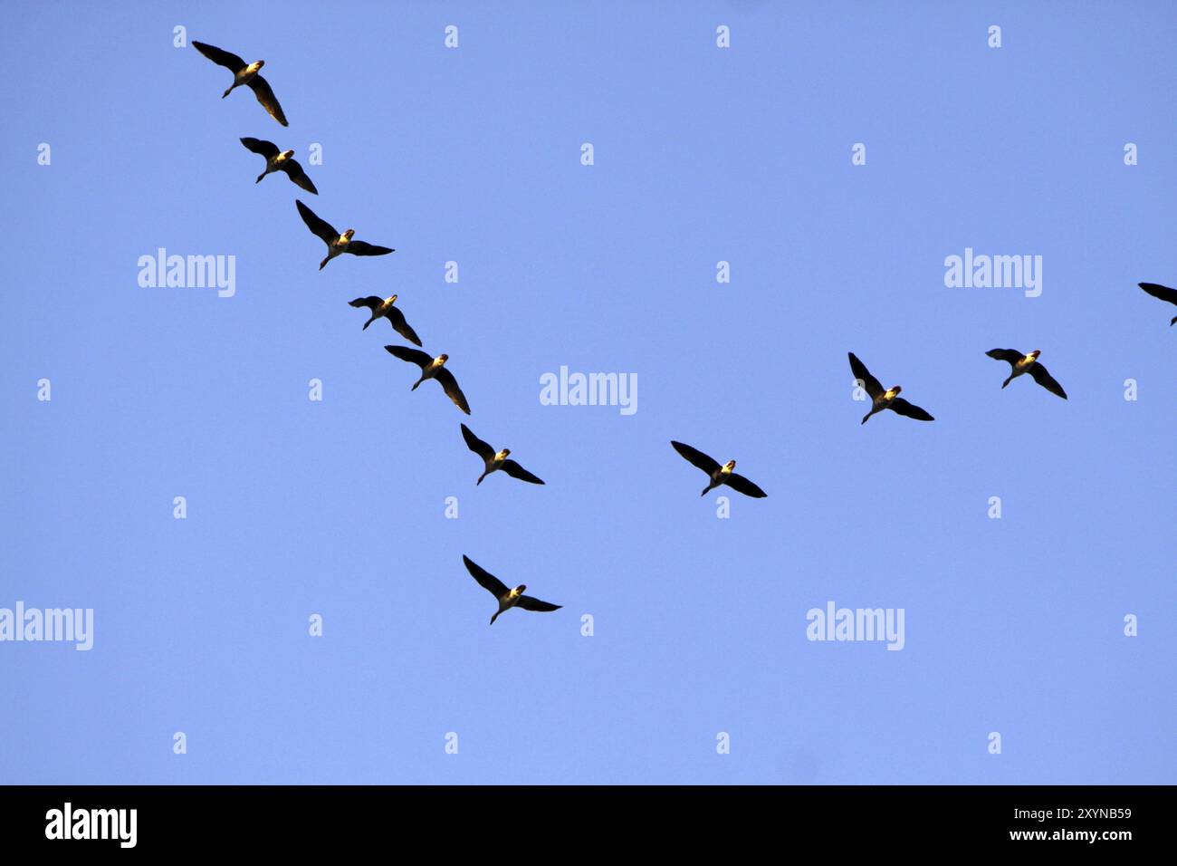 Swarming goose hi-res stock photography and images - Alamy