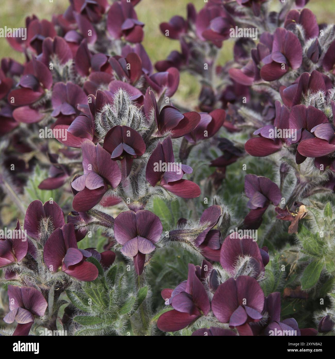 Wine-red Birdsfoot flowers growing in the Everest National Park, Nepal ...