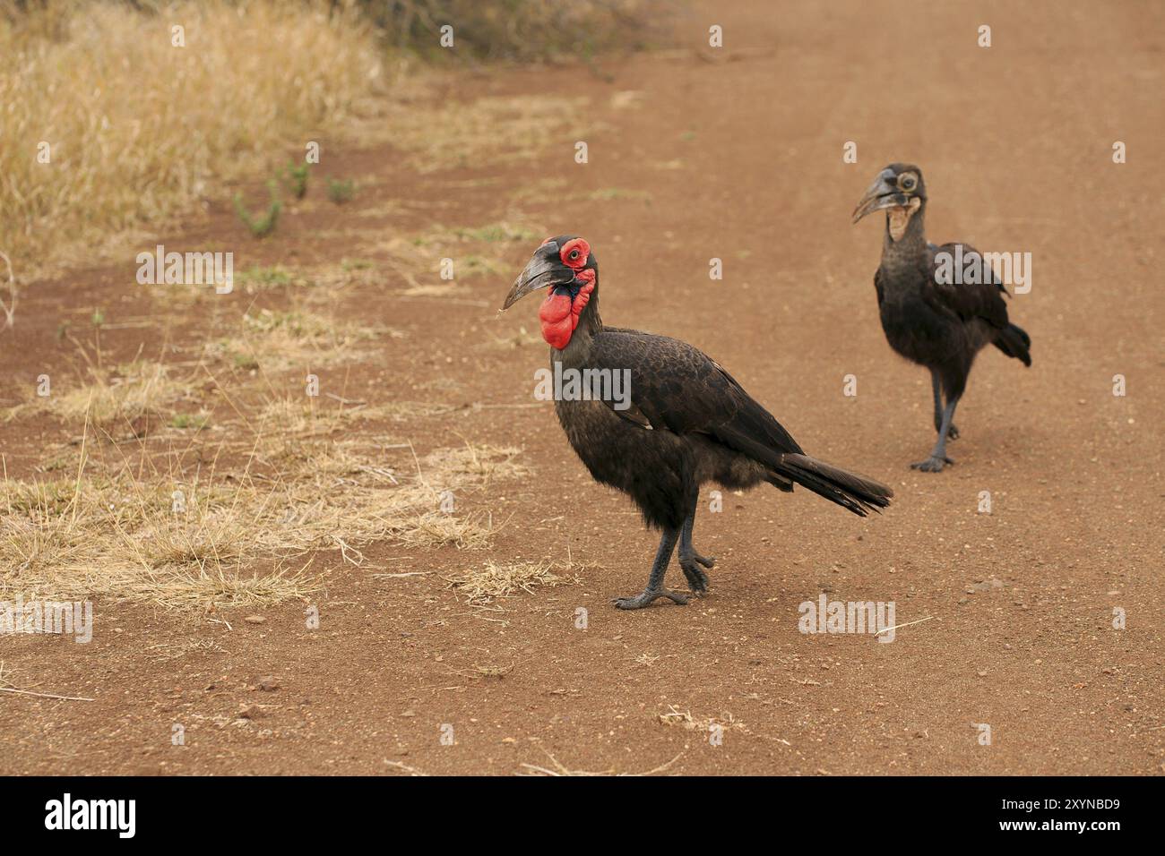 Horned hornbill hi-res stock photography and images - Alamy