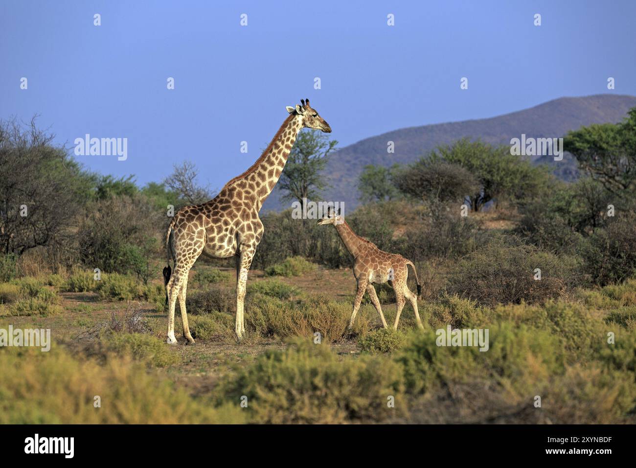 Giraffes in the African bush Stock Photo - Alamy