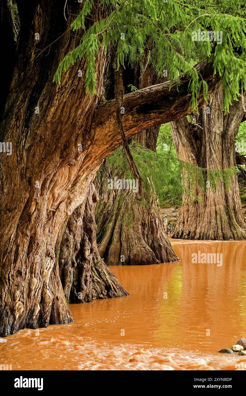 Ahuehuetes next to a grown river, Taxodium mucronatum, Mixteca. State ...