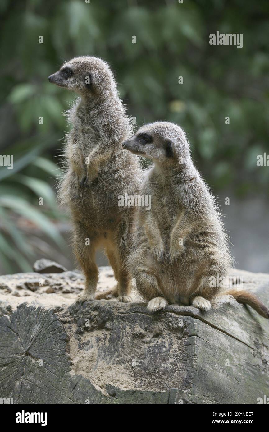 No dangerous beasts hi-res stock photography and images - Alamy