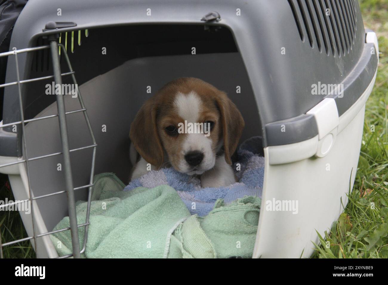 Beagle puppies with transport box Stock Photo - Alamy