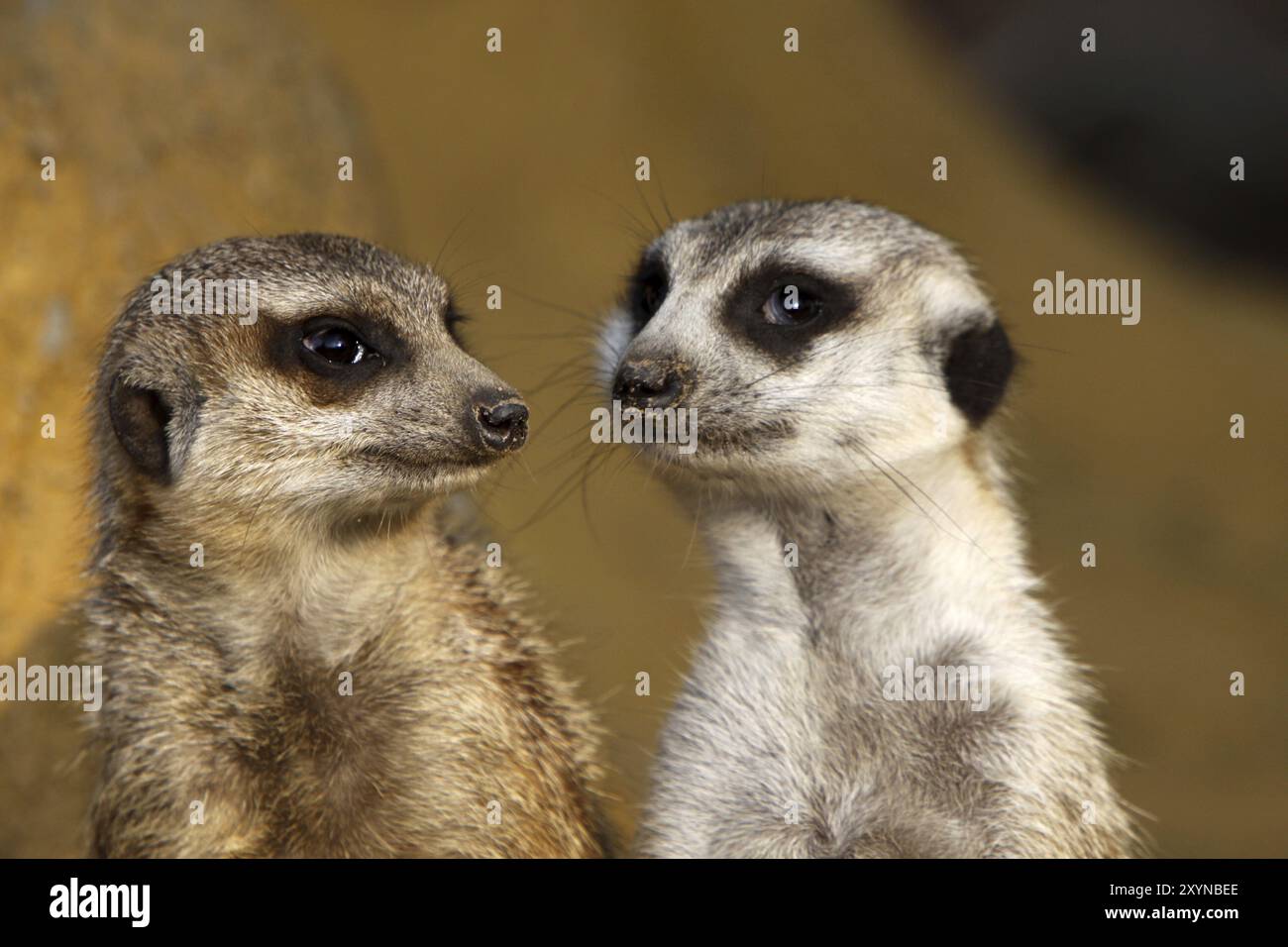 Two alert meerkats in hi-res stock photography and images - Alamy