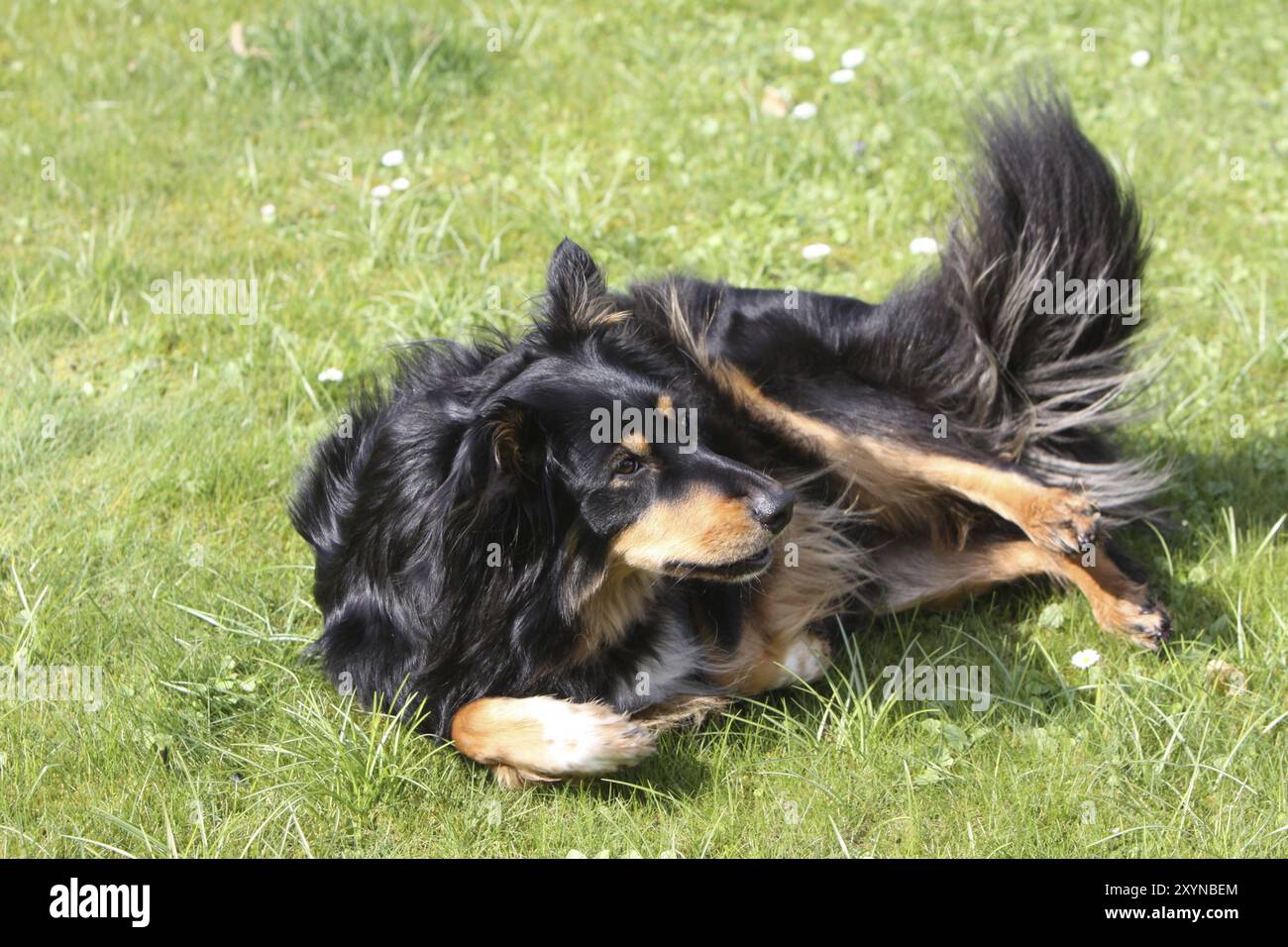 Mixed blood dogs hi-res stock photography and images - Alamy