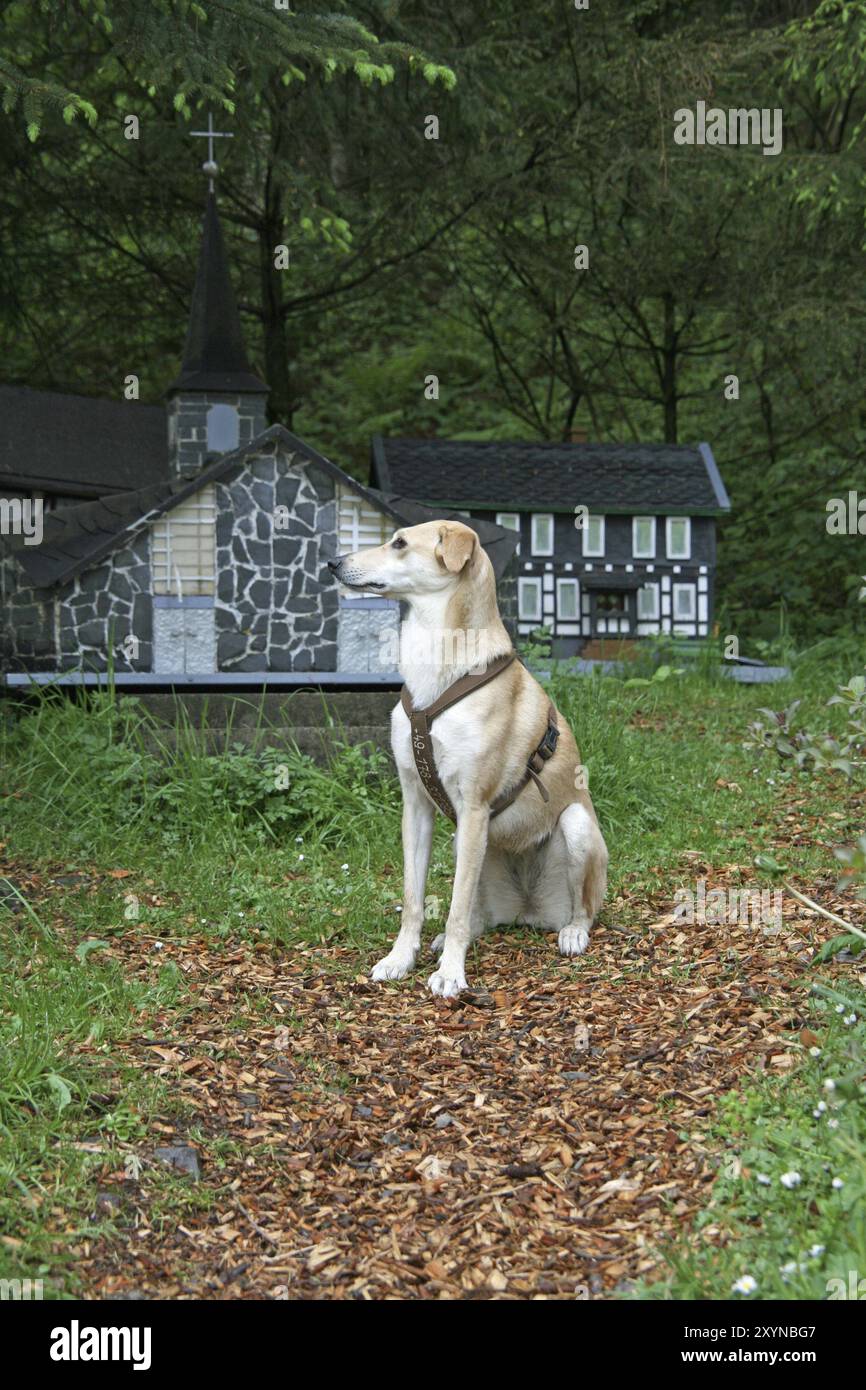 Beige coloured mixed breed dog Stock Photo - Alamy