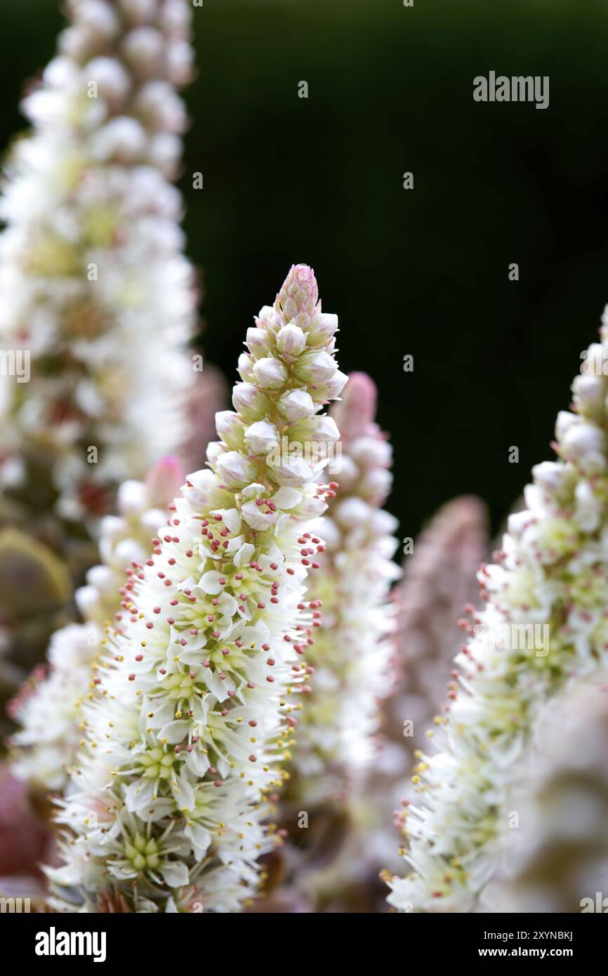 Foolscap hi-res stock photography and images - Alamy