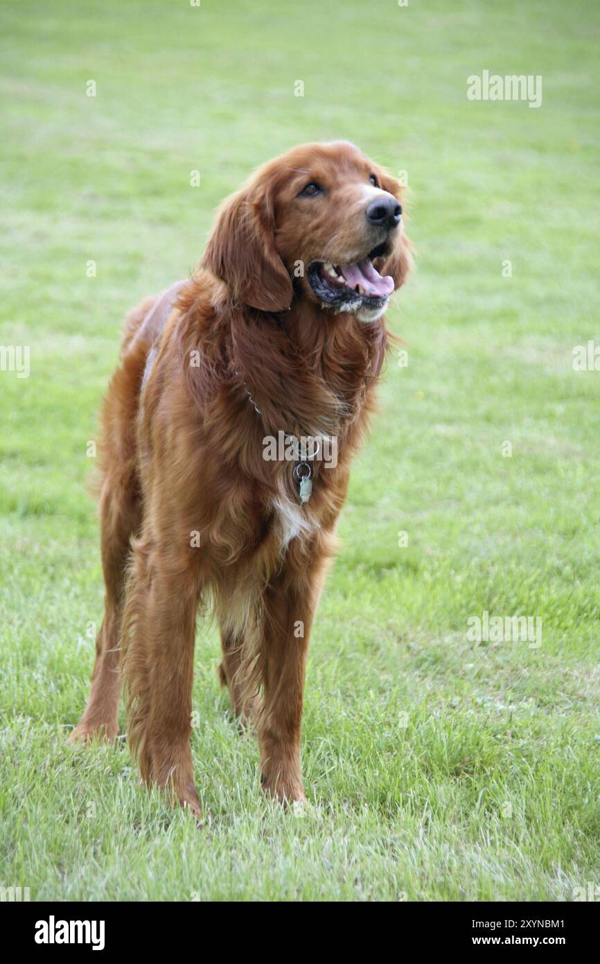 Irish Red Setter Stock Photo - Alamy