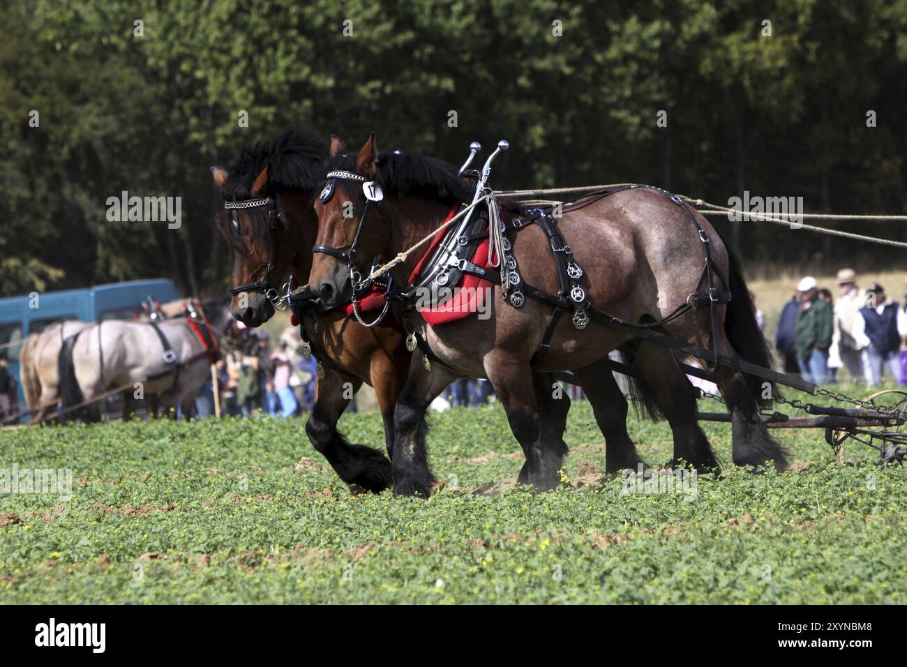 Ploughing Dutch draught horses Stock Photo - Alamy
