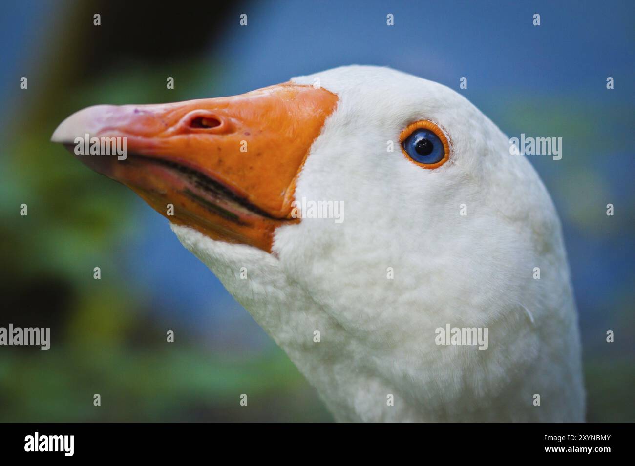 Anser anser domestic type hi-res stock photography and images - Alamy