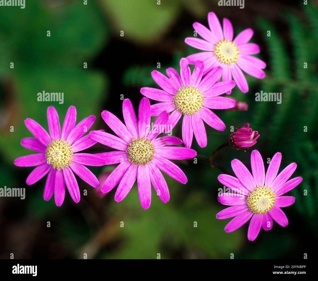 Stauden herbstlich hi-res stock photography and images - Alamy