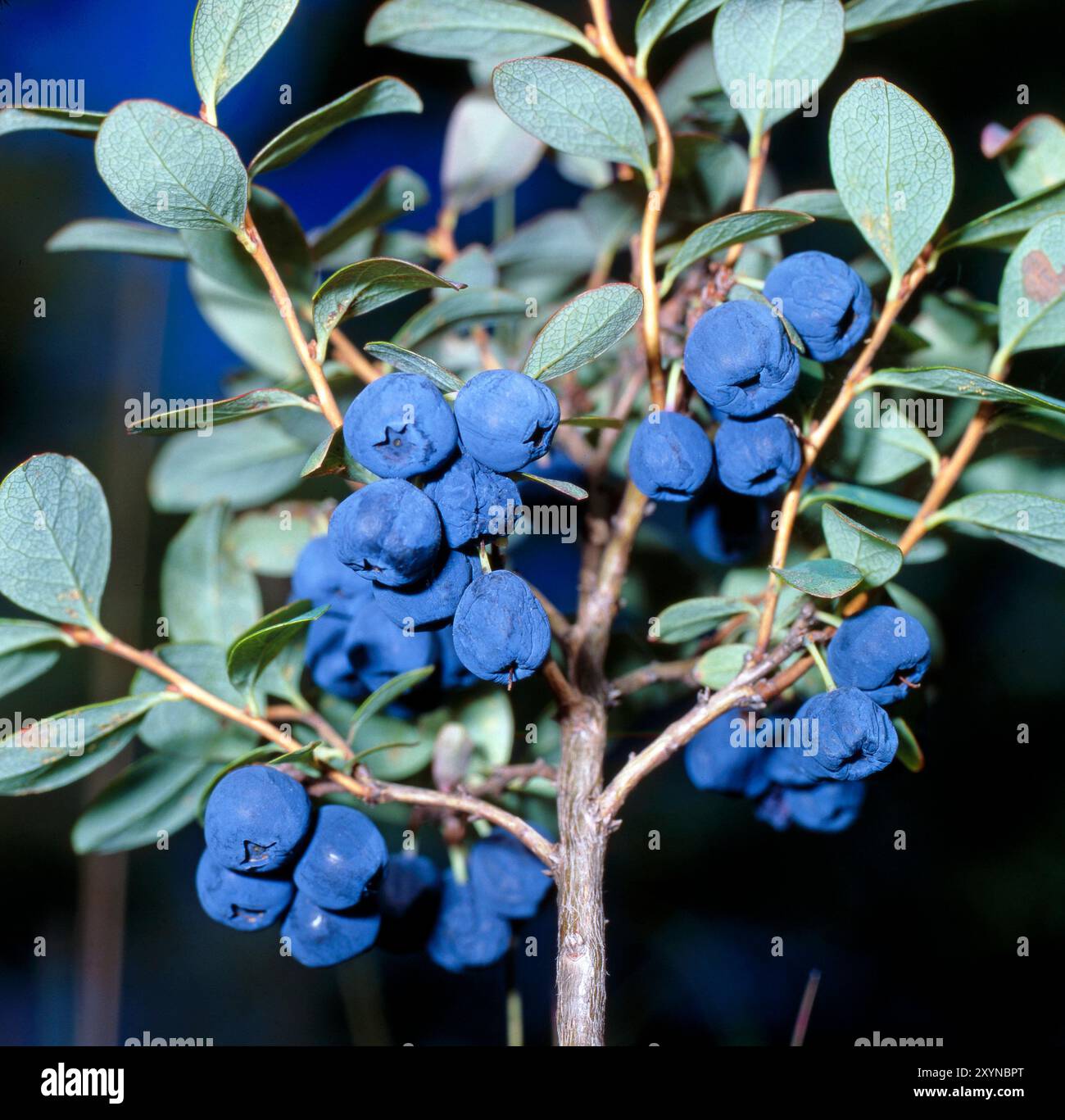 Steinbeeren hi-res stock photography and images - Alamy