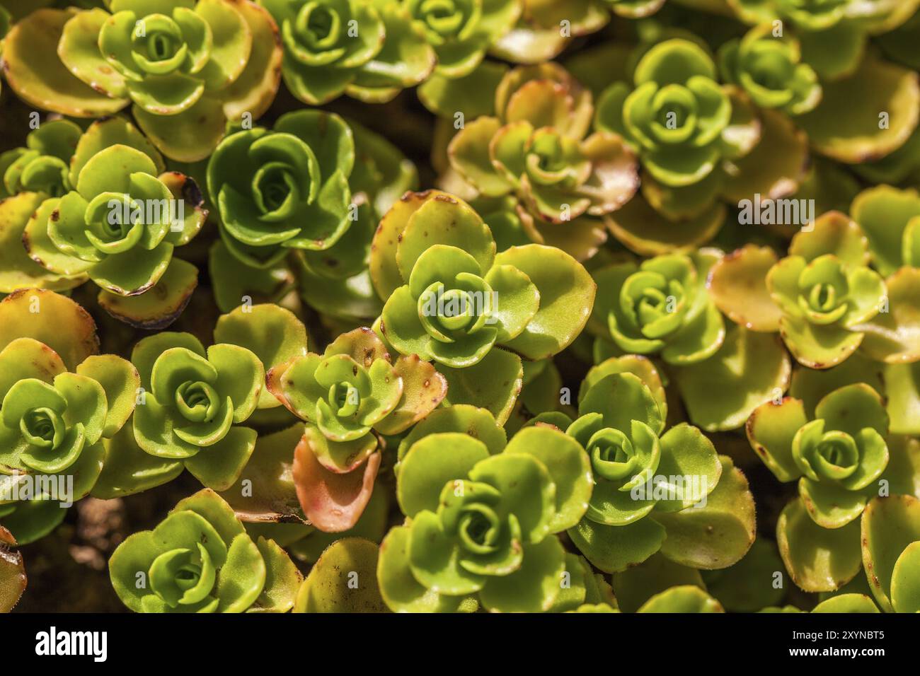 Small green plant with thick green leaves Stock Photo - Alamy