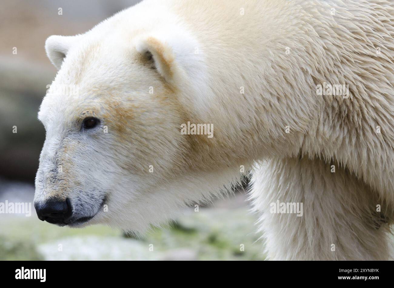 Portrait of an Ice Bear. portrait of an Ice Bear Stock Photo - Alamy