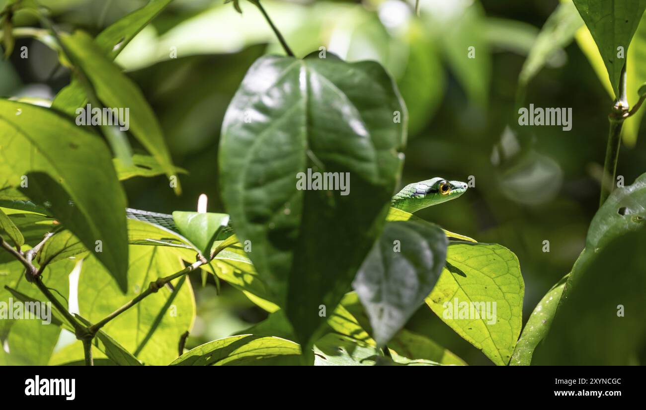 Green tree snake in the jungle, Cahuita National Park, Costa Rica ...