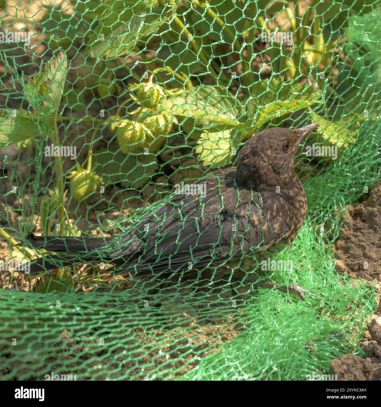 Young blackbird caught in a green net in a strawberry field Stock Photo ...