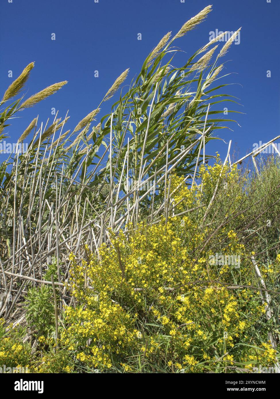Reed flower against blue hi-res stock photography and images - Alamy