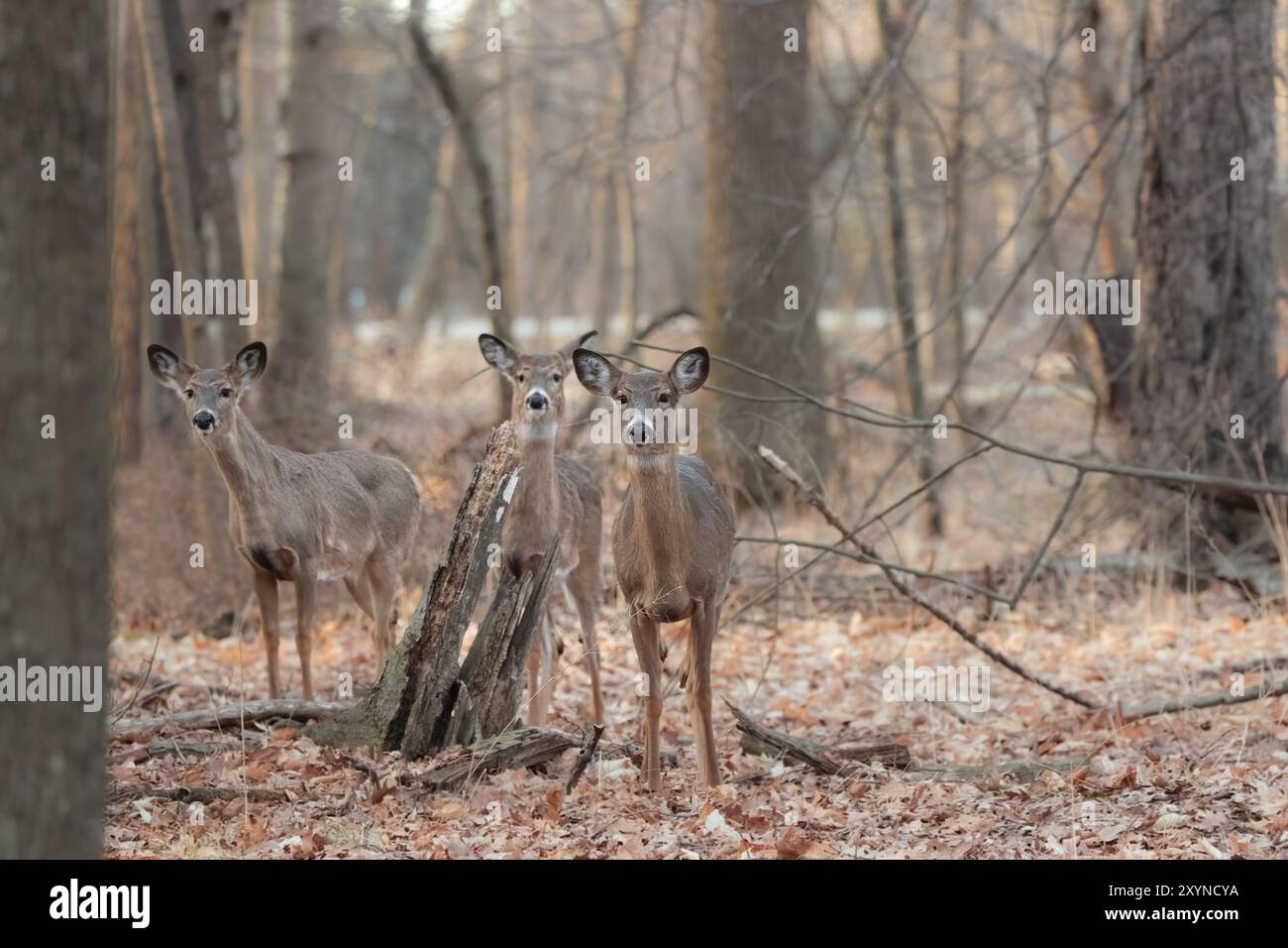 The white-tailed deer (Odocoileus virginianus), also known as the ...