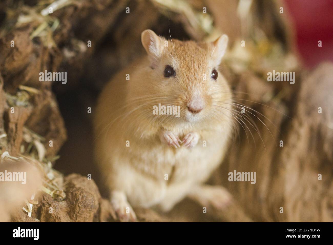 Mongolian gerbil (Meriones), gerbil as a pet Stock Photo - Alamy