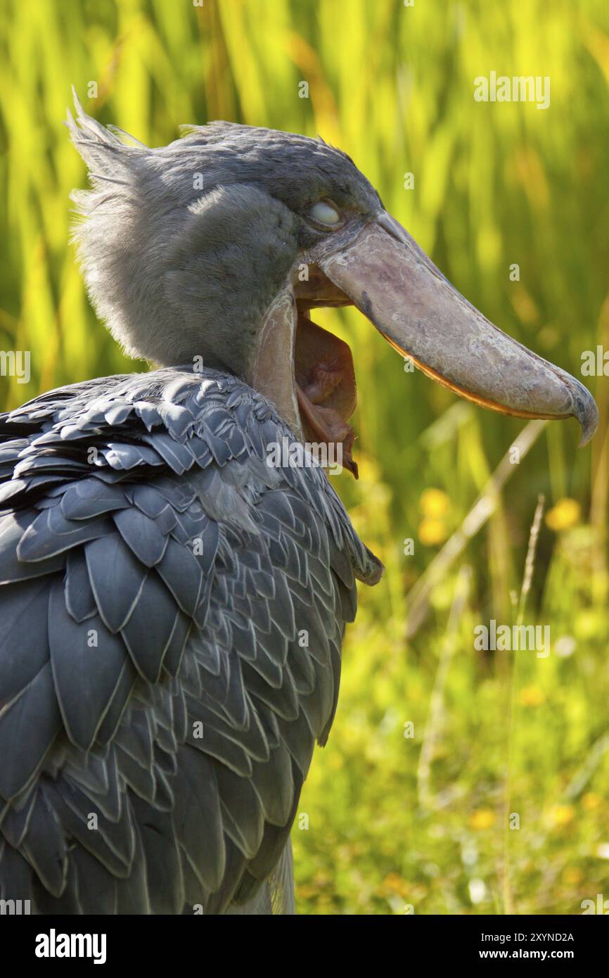 Shoebills hi-res stock photography and images - Alamy