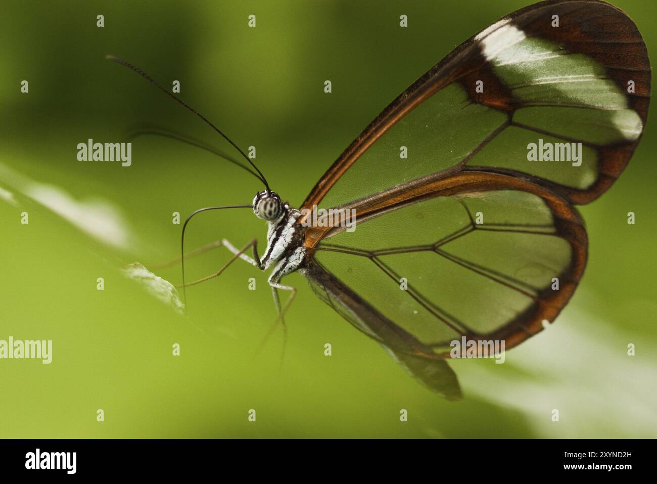 Glass wing butterflies hi-res stock photography and images - Alamy
