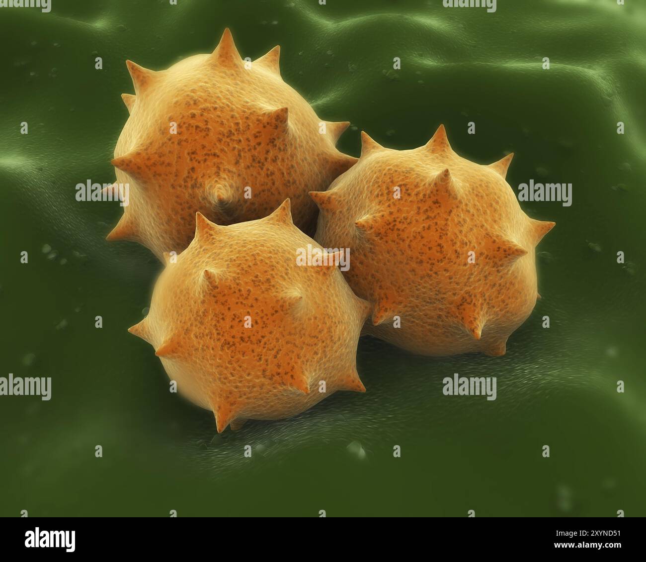 Plant pollen microscopic hi-res stock photography and images - Alamy
