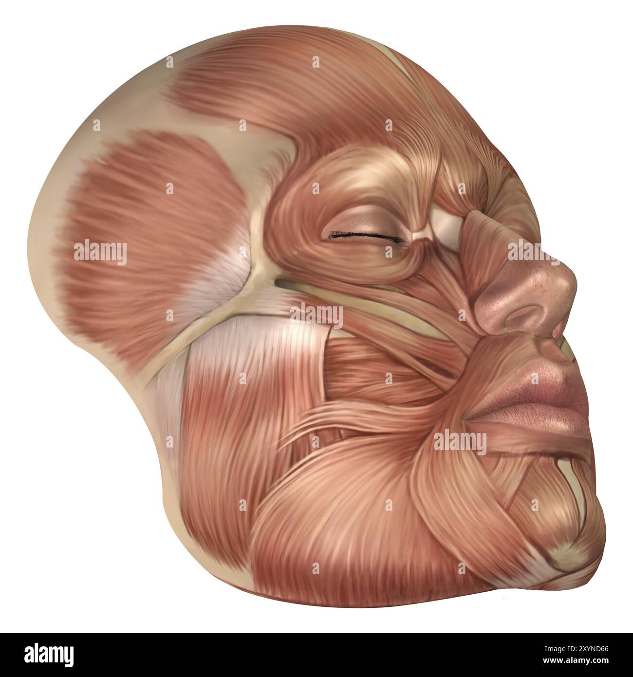 Face muscles anatomy hi-res stock photography and images - Alamy