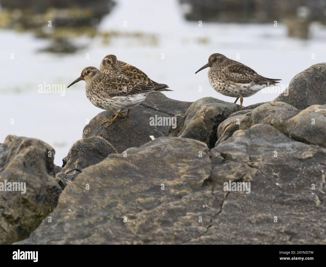 Varange hi-res stock photography and images - Alamy