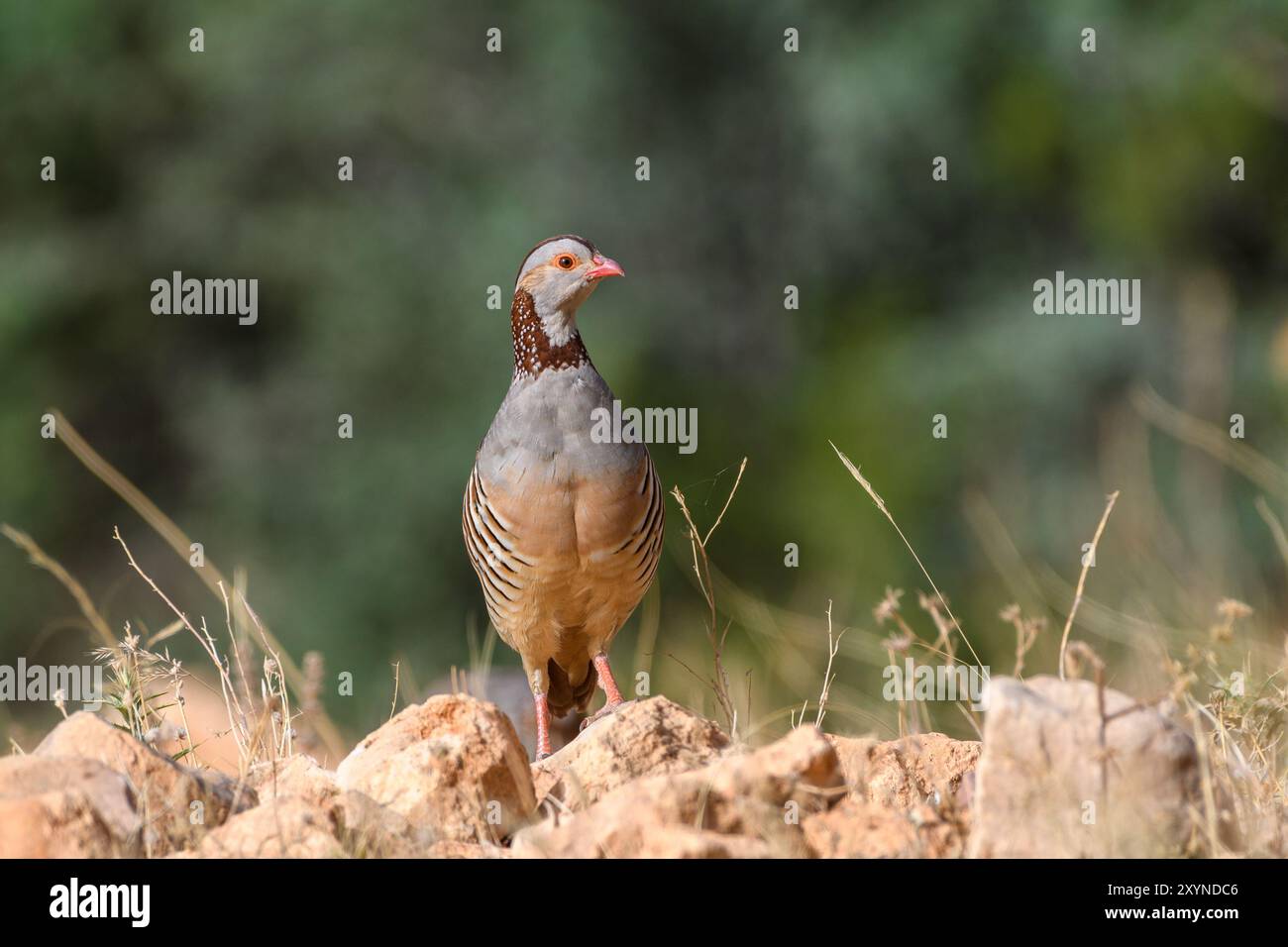 Barbary Partridge (Alectoris Barbara) in the wild Stock Photo - Alamy