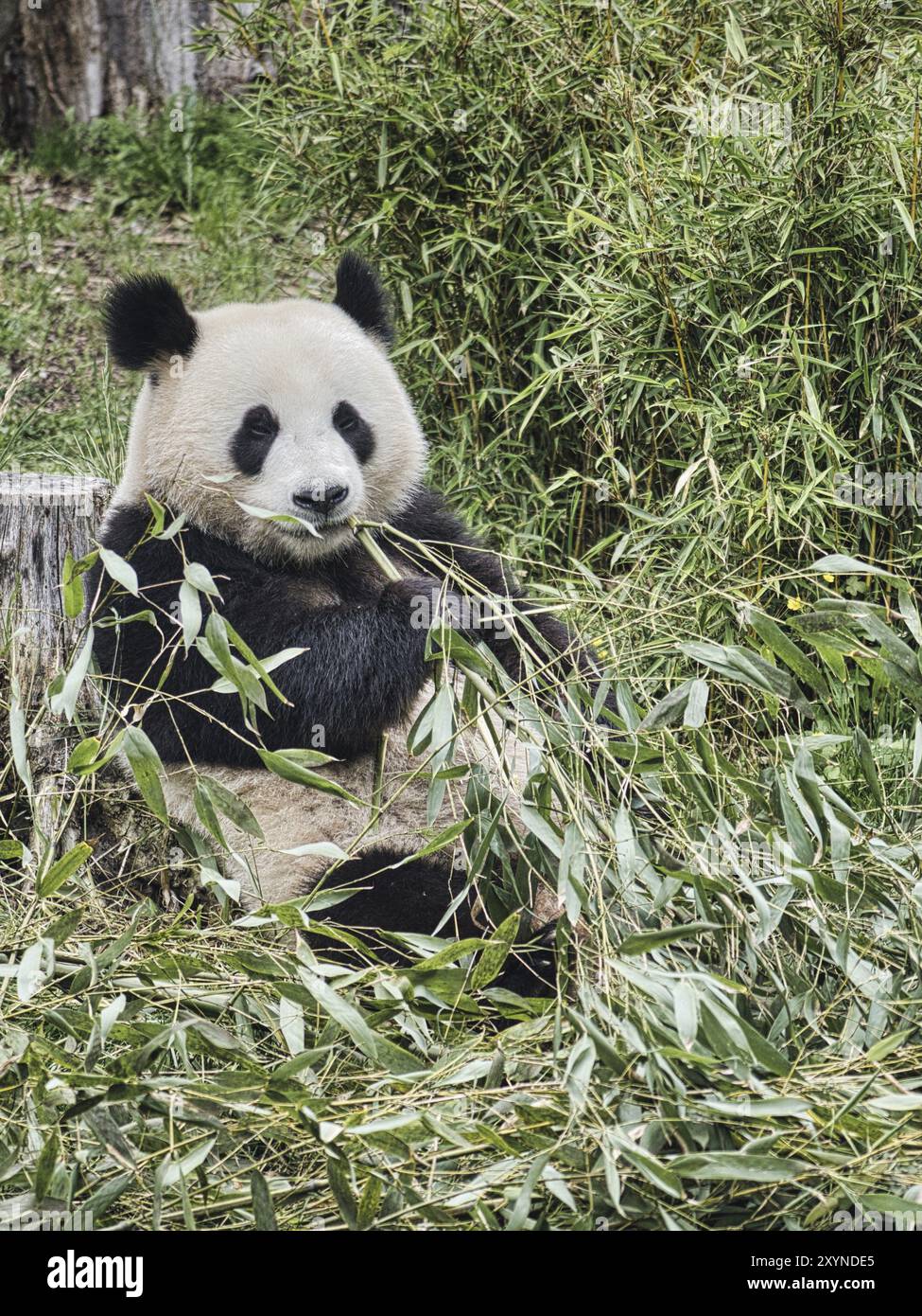 Big panda sitting eating bamboo. Endangered species. Black and white ...