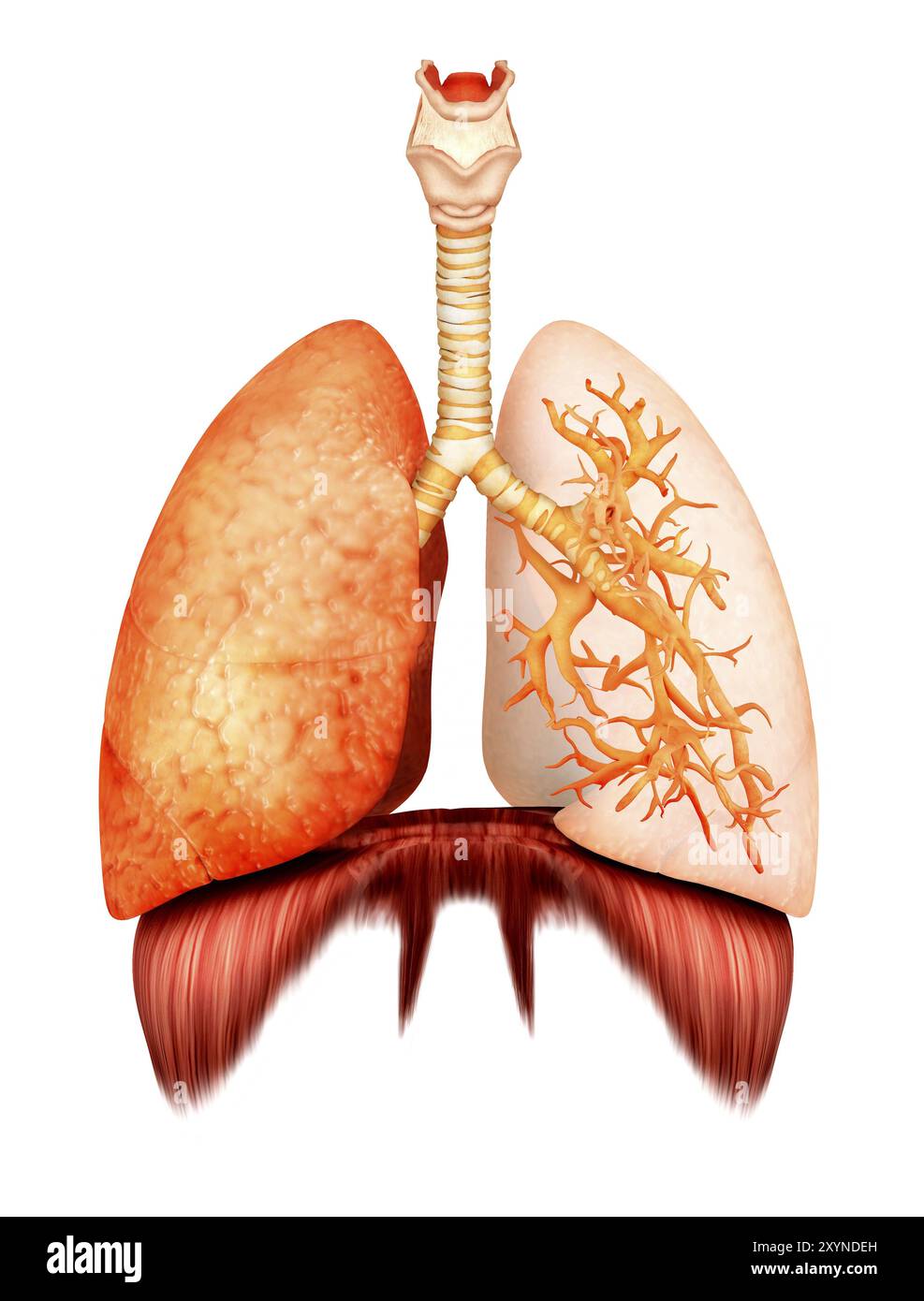 Human respiratory system hi-res stock photography and images - Alamy